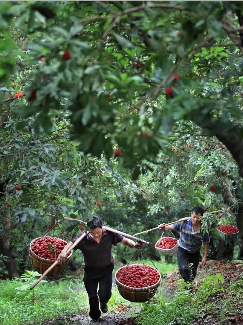 THE SECRETS OF YANGMEI, CHINA'S NATIONAL BERRY
