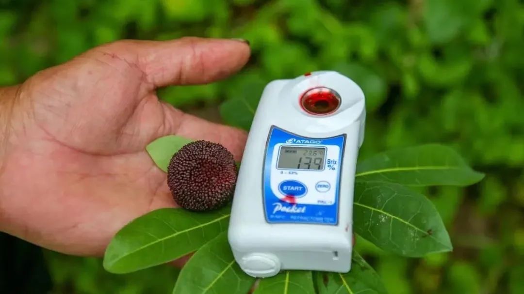 THE SECRETS OF YANGMEI, CHINA'S NATIONAL BERRY