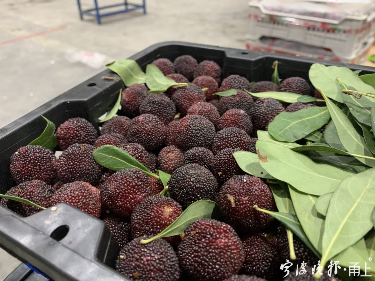 THE SECRETS OF YANGMEI, CHINA'S NATIONAL BERRY