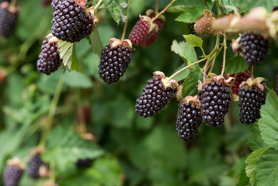 Boysenberry, origin and charateristics of the king of berry hybrids