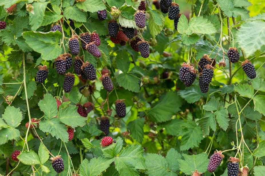 Boysenberry, origin and charateristics of the king of berry hybrids