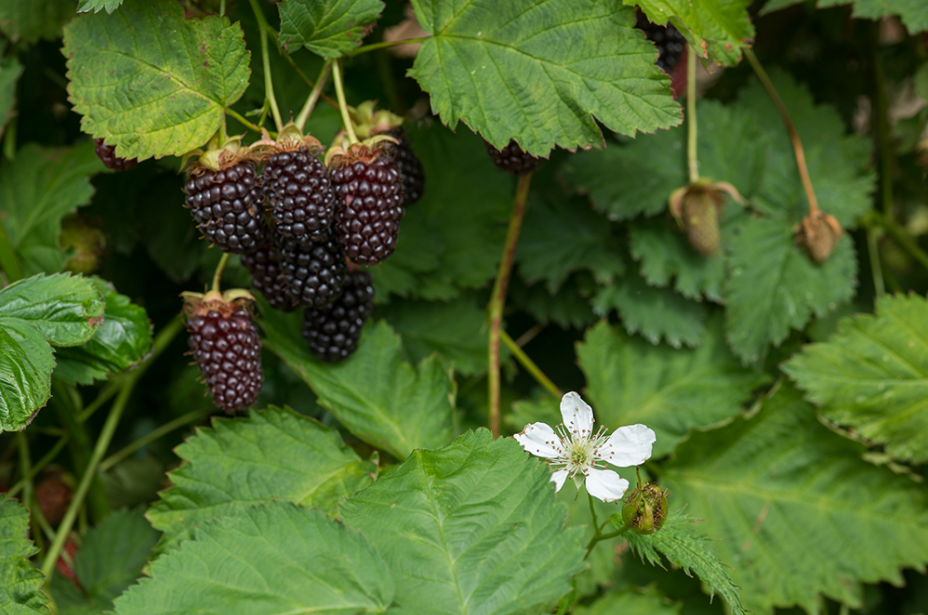 Boysenberry, origin and charateristics of the king of berry hybrids