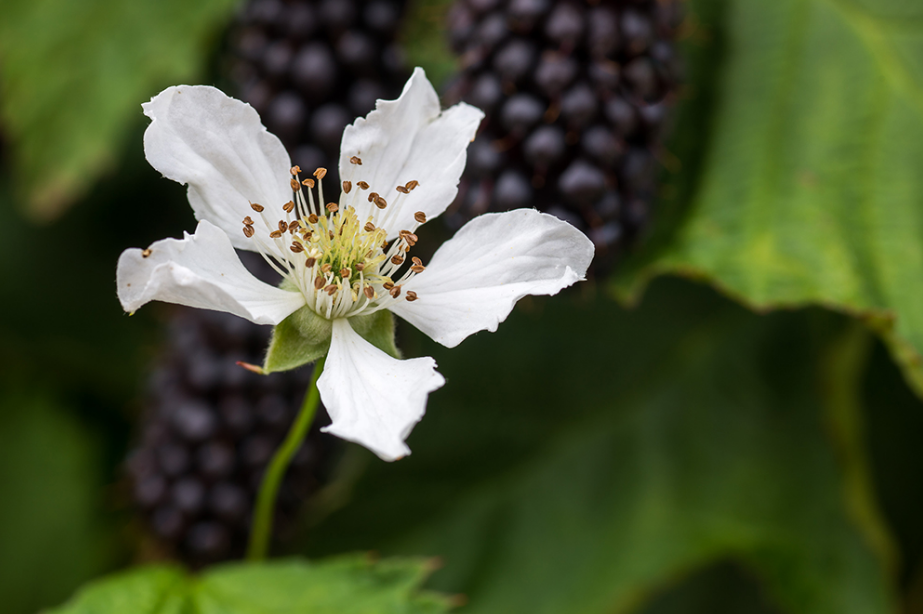Boysenberry, origin and charateristics of the king of berry hybrids