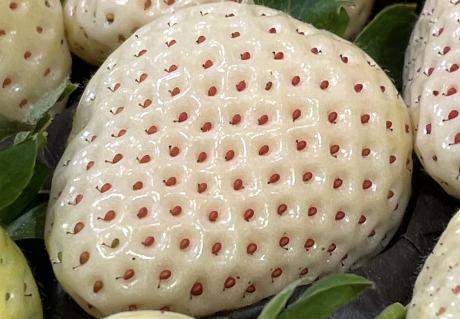 Florida Pearl™: are white strawberries the fifth berry?