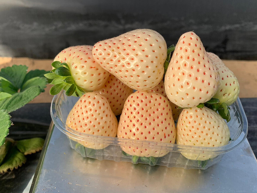 Florida Pearl™: are white strawberries the fifth berry?